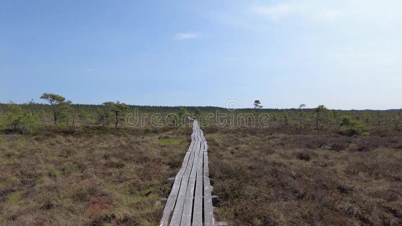 Plank Path Along the Swamp Day Time Plain Field Walking Stock Video ...