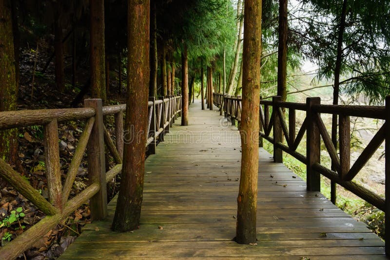 Planked Footway with Balustrades in Shady Woods Stock Image - Image of ...