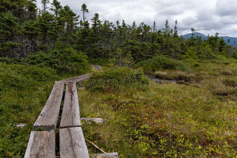 To Cross a Marshy Trail Section in the Woods Stock Image - Image of ...