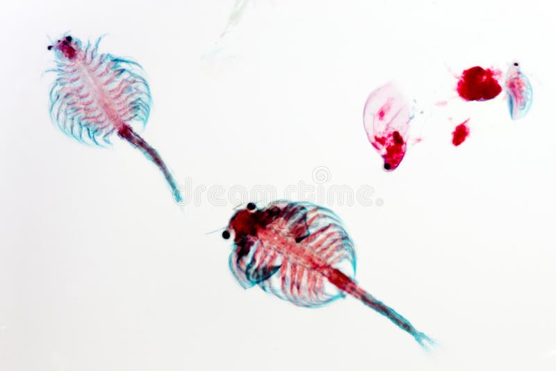 Copepod Zooplankton An Krill In Freshwater And Marine Under Microscope ...