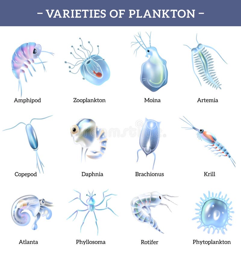 Rotifers Stock Illustrations – 35 Rotifers Stock Illustrations, Vectors ...
