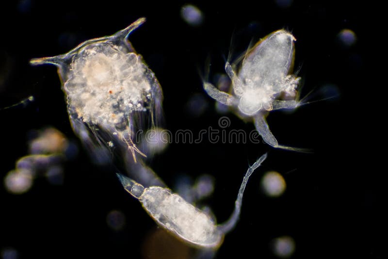 Plankton are Organisms Drifting in Oceans and Seas Stock Photo - Image ...