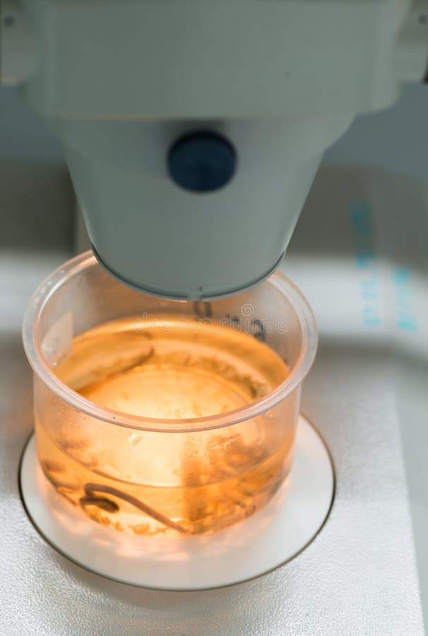 Plankton Plastic Box Microscope Stock Photos - Free & Royalty-Free ...