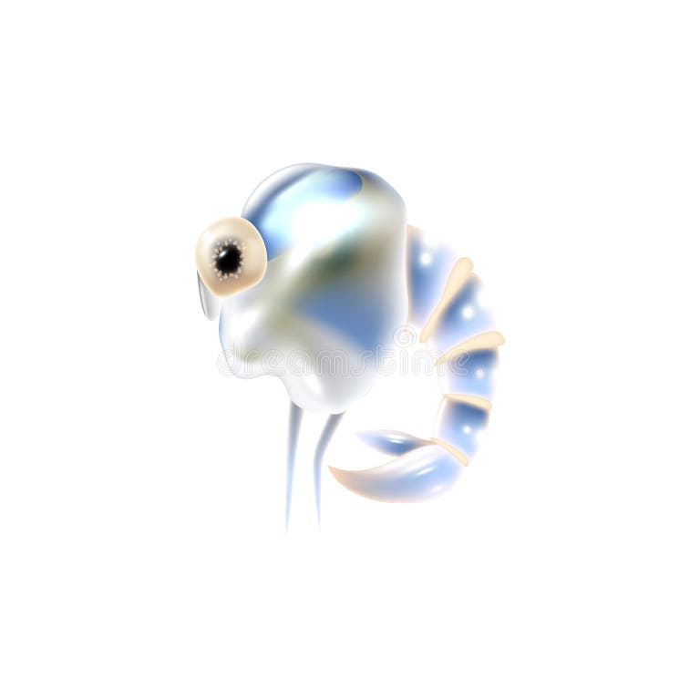 Plankton Species Stock Illustrations – 227 Plankton Species Stock ...