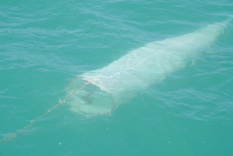Plankton Net Sampling Phytoplankton Stock Photo - Image of sampling ...