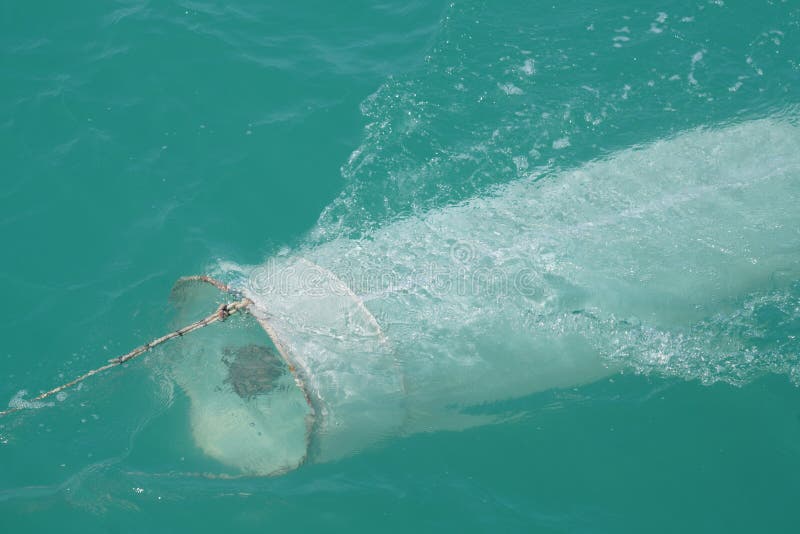 Plankton Sampling Stock Photos - Free & Royalty-Free Stock Photos from ...