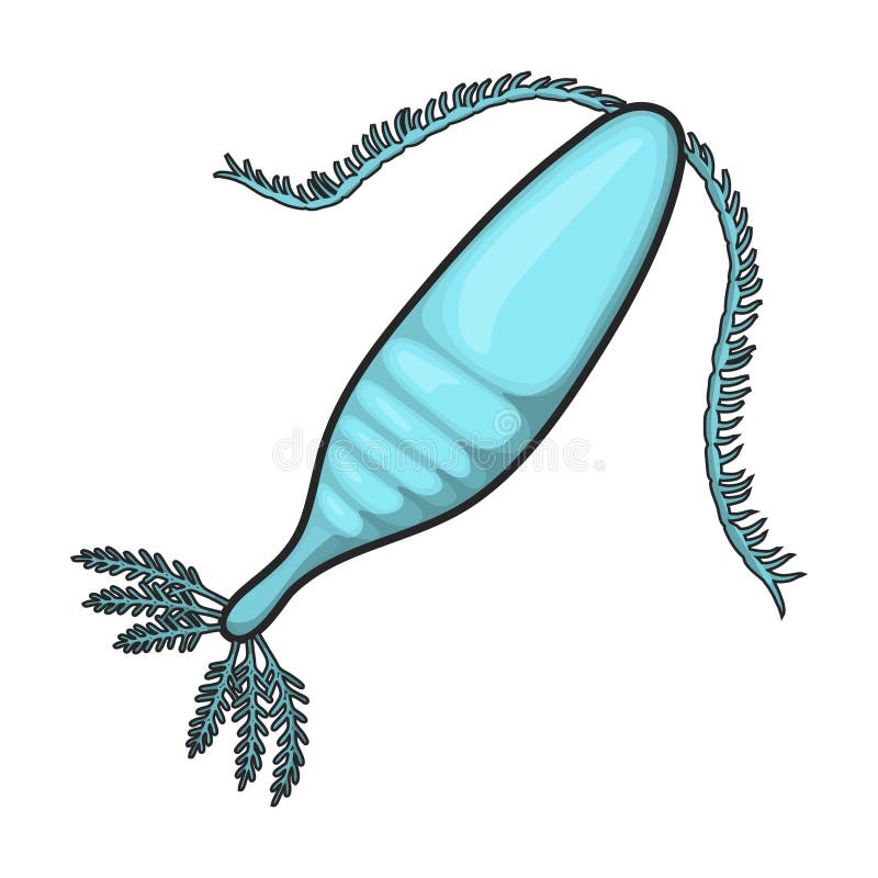 Copepod Stock Illustrations – 183 Copepod Stock Illustrations, Vectors ...