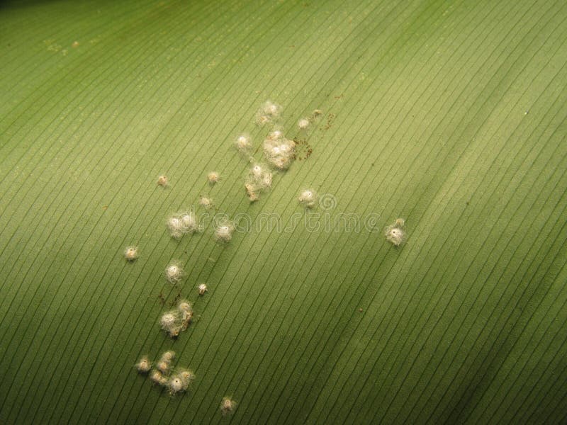 Planococcus Citri Comúnmente Conocido Como Mealybug De Cítricos Foto de ...