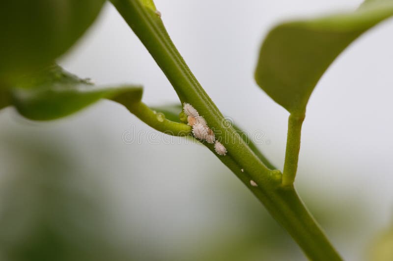 Planococcus Citri, Commonly Known As the Citrus Mealybug on Lemon Plant ...