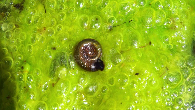 Planorbis Planorbis - a Snail Crawling on a Surface Film of Water Stock ...