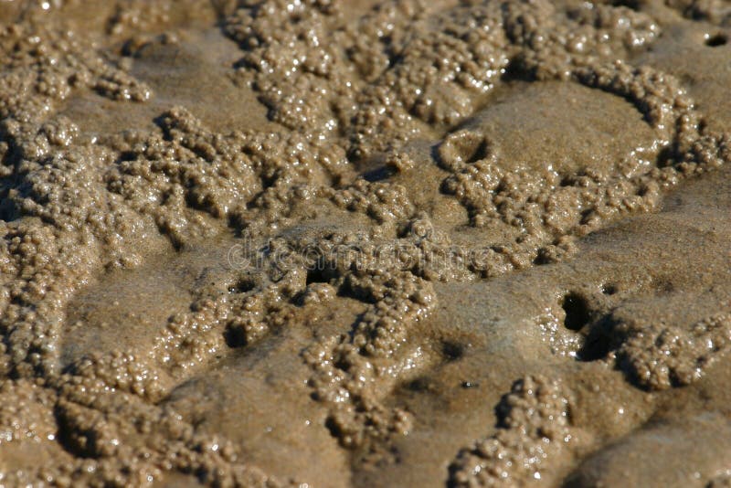 Planos de fango imagen de archivo. Imagen de wormhole - 3464545