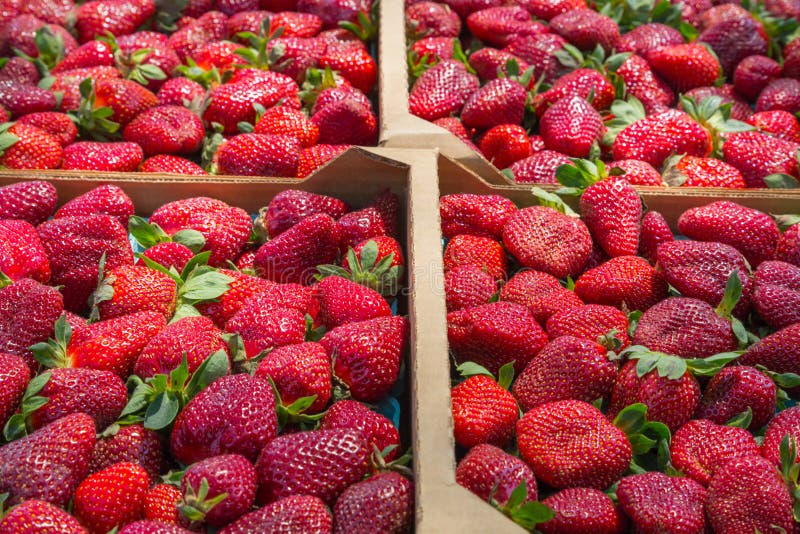 Planos De Feesh Das Morangos Imagem de Stock - Imagem de doce ...