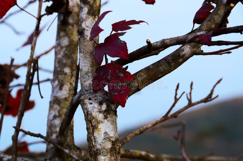Plans and tree stock photo. Image of snow, tree, plans - 208906024