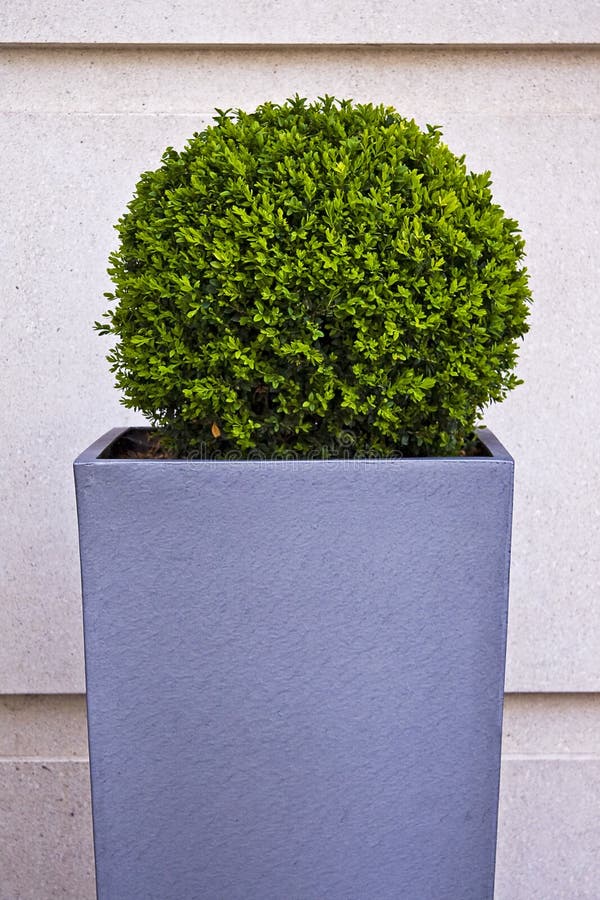 10,691 Square Bush Stock Photos - Free & Royalty-Free Stock Photos from ...