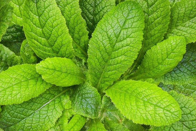 Daun Kaduk or Piper Sarmentosum Planted on Pot As Food and Herbal ...