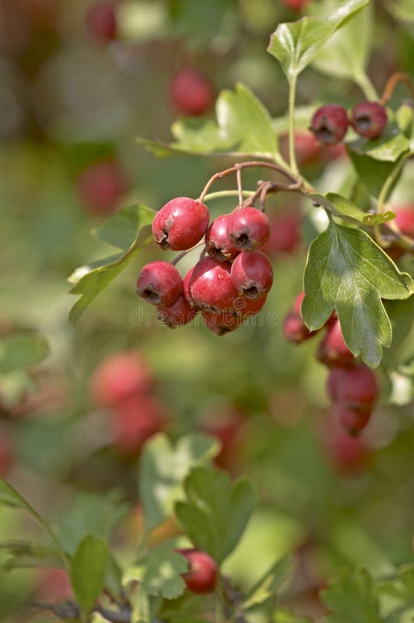 Branch of brier stock image. Image of white, eglantine - 29740325