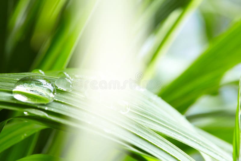 Plant stock photo. Image of condensation, liquid, drops - 26448958