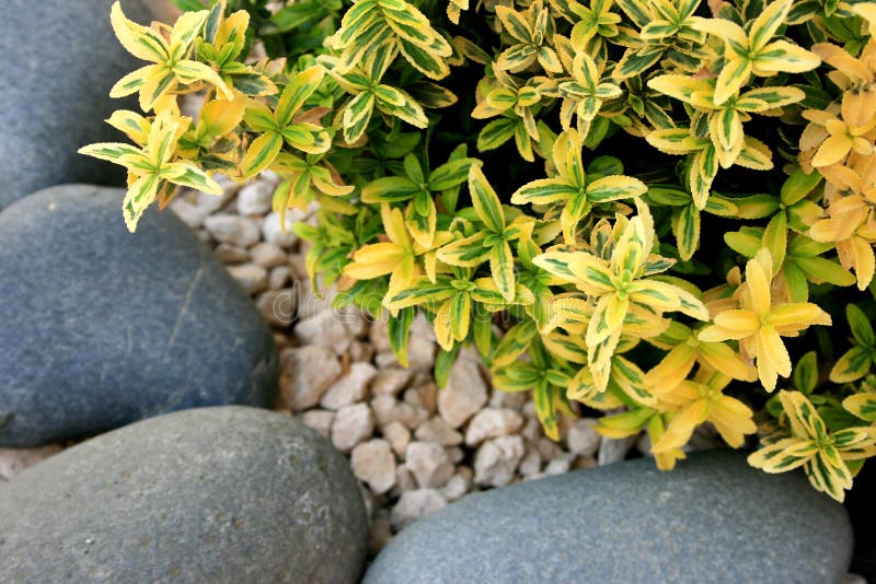 Wintercreeper or Euonymus Fortunei Evergreen Shrub Plant with Green To ...