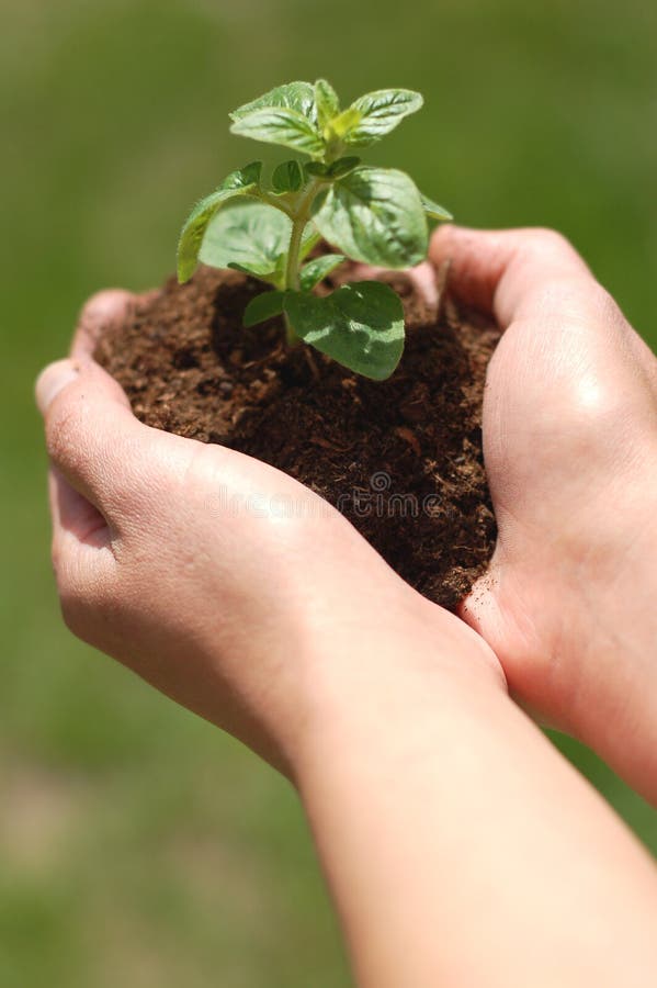 Hand planting plant stock photo. Image of horizontal - 35770486