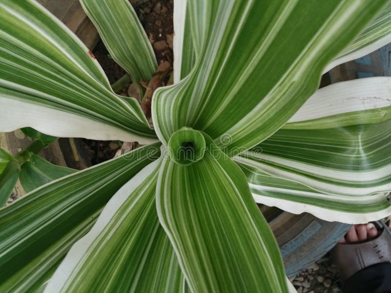 Plant from above stock photo. Image of plant, large - 201289136