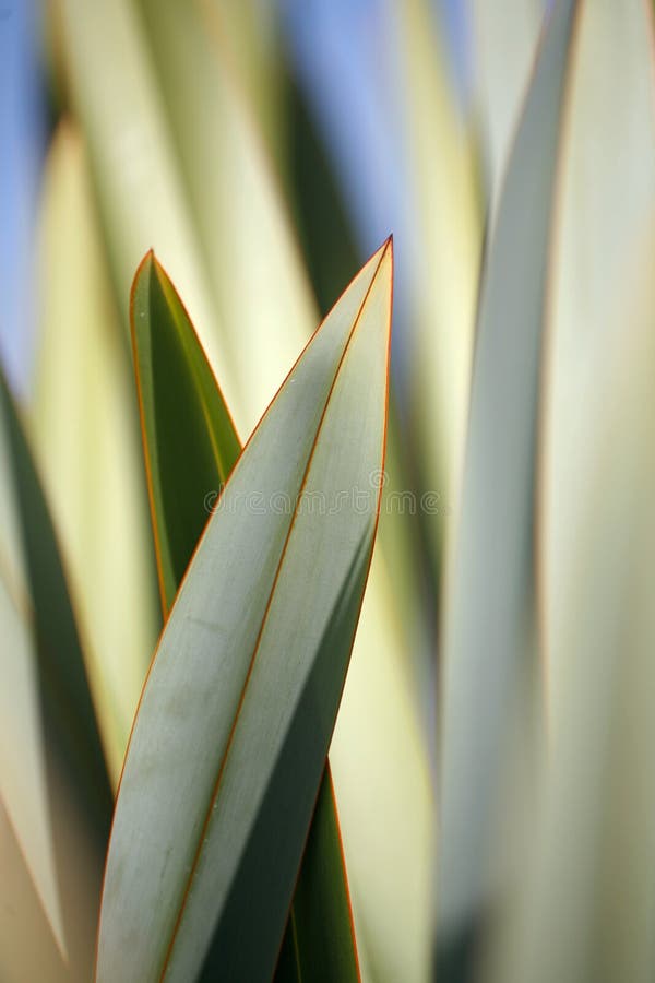 Plant Abstract Patterns stock image. Image of vegetation - 20050825