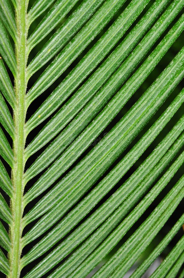 Plant abstract texture stock image. Image of closeup - 32345957