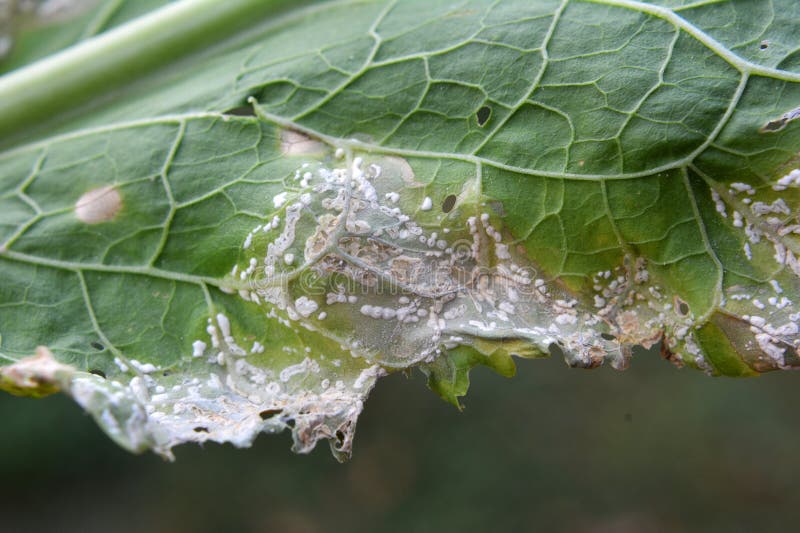 The Plant is Affected by White Blister Rust (Albugo Candida Stock Photo ...