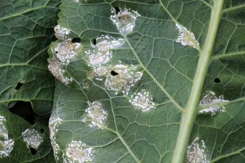 The Plant is Affected by White Blister Rust (Albugo Candida Stock Image ...