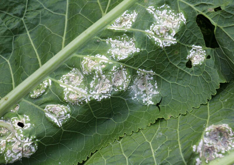 The Plant is Affected by White Blister Rust (Albugo Candida Stock Photo ...
