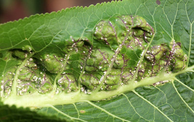 The Plant is Affected by White Blister Rust (Albugo Candida Stock Photo ...