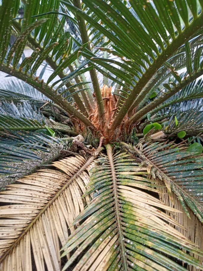 Plant with all hama stock image. Image of hama, home - 206672385