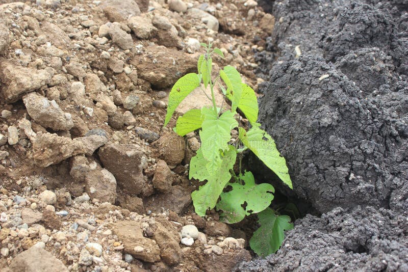 Plant alone on the ground stock photo. Image of nplants - 141629470