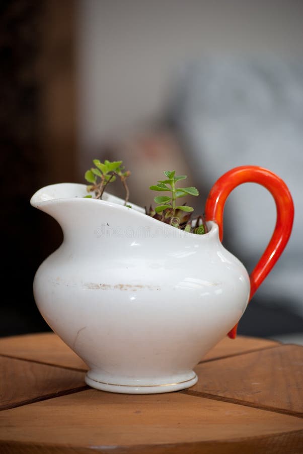 Plant in antique jug stock photo. Image of antique, plant - 90415890