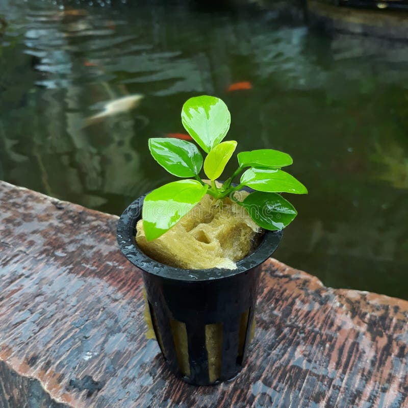 Plant Aquatic & X28;Anubias Golden& X29; Stock Photo - Image of plant ...