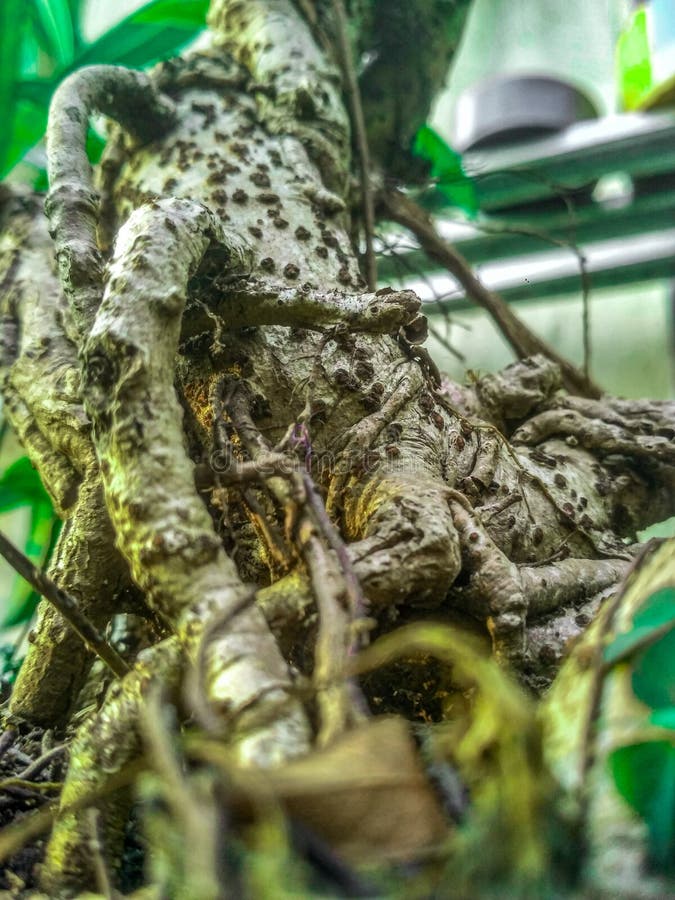 The Old Root of Tiny Tree stock photo. Image of incredible - 258085224