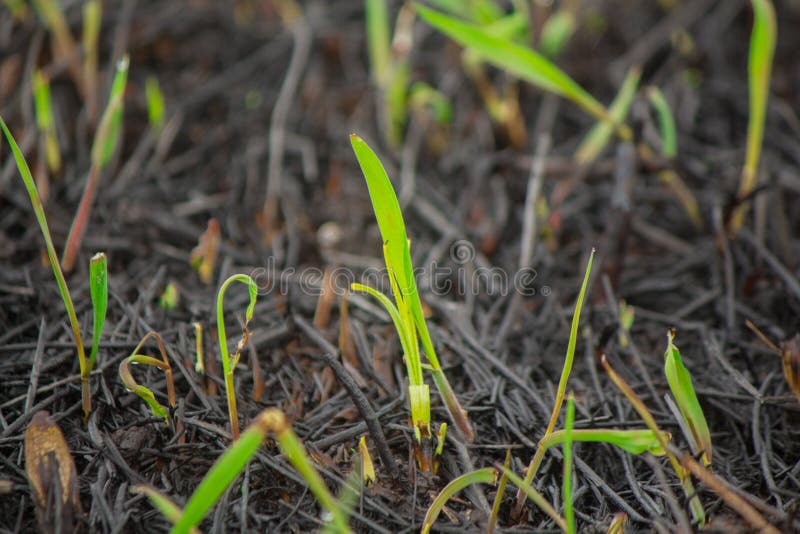 Plant Ash and First Green Sprouts on the Field after the Fire Burned ...