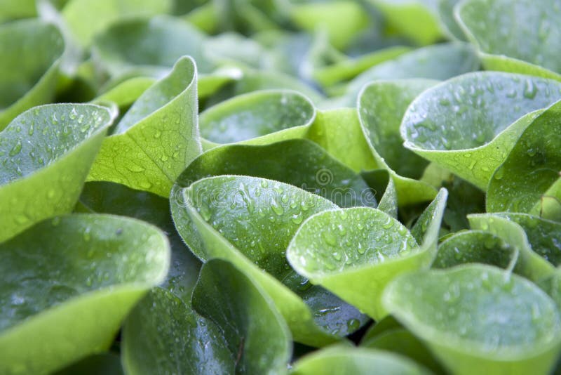 Plant background stock image. Image of wallpaper, plant - 14421039