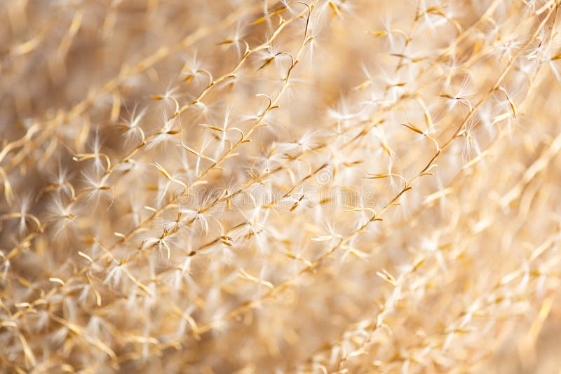 Dry Herb Background Abstract Soft Flower Fall Botany Horizontal Macro ...