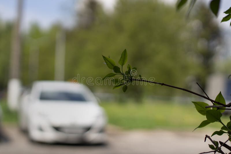 Plant in the Background of the Car. a Tree Branch Stock Image - Image ...