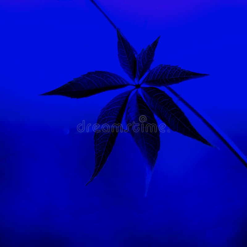 Plant Background. Classic Blue - Trend Color of 2020 Stock Photo ...