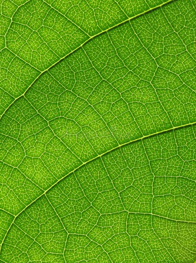 Close-up of the Veins of a Plant Leaf Stock Photo - Image of foliage ...