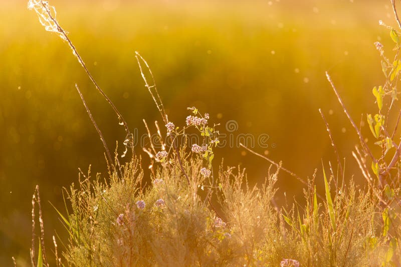 Plant on the Background of Sunset Stock Photo - Image of bloom, blurry ...