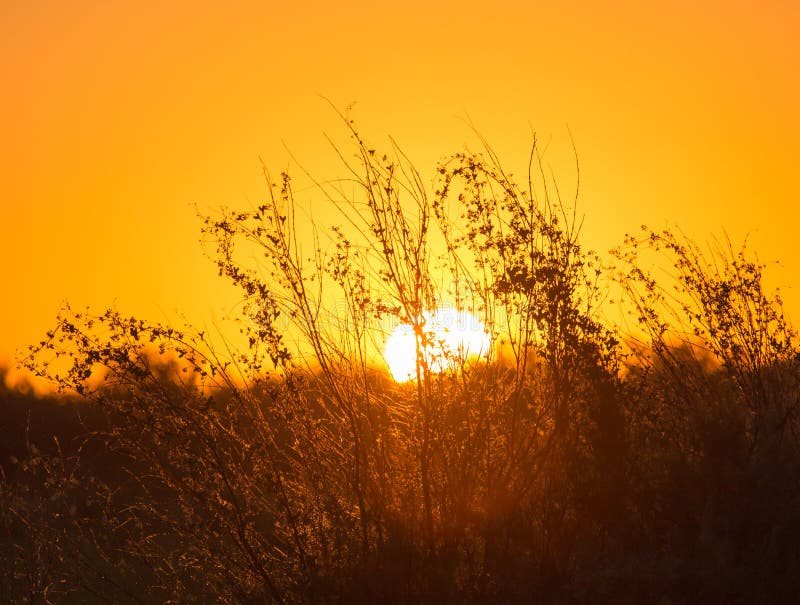 Plant on the Background of Sunset Stock Photo - Image of plant, magenta ...