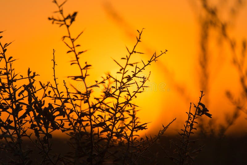 Plant on the Background of Sunset Stock Image - Image of plant, flare ...