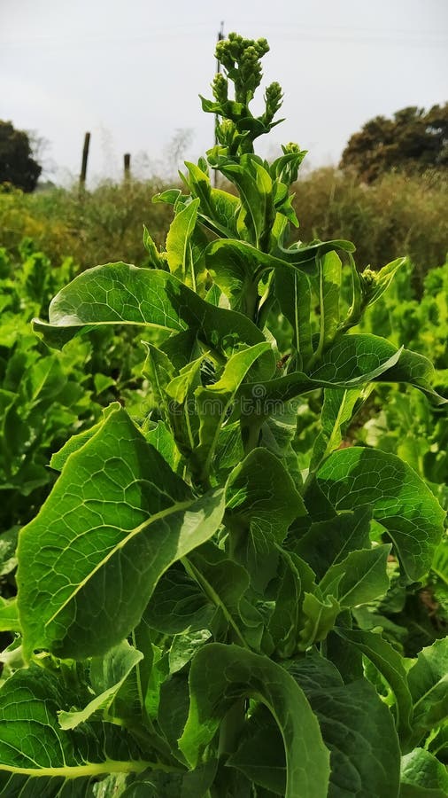 Plant of Basmati Saag ( Eating Leaf) Stock Image - Image of human, saag ...