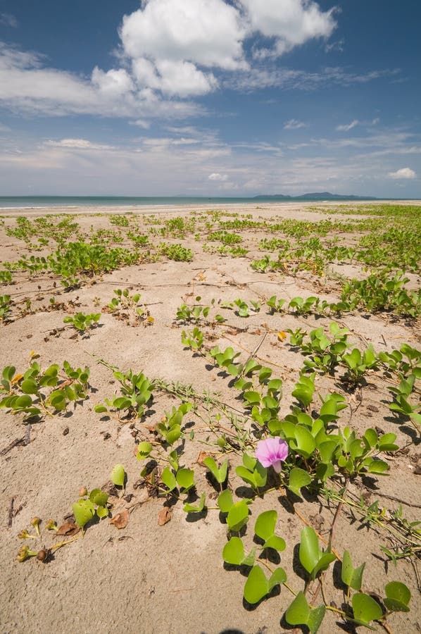 Plant With Beach And Sea Of Maldives. Stock Photo - Image of maldives ...