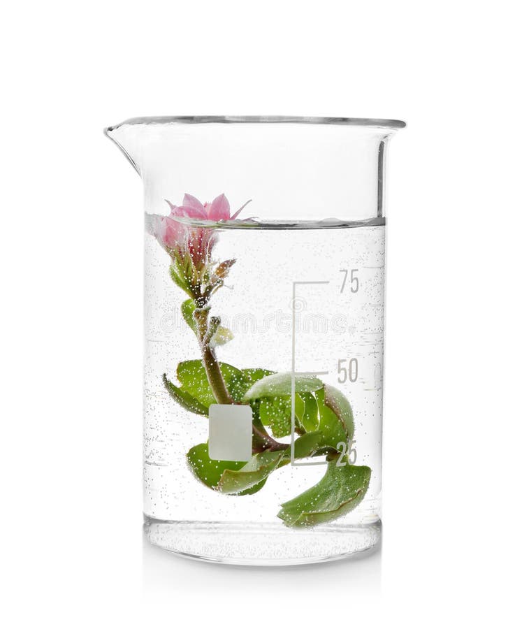 Plant in Beaker on White Background Stock Image - Image of medical ...