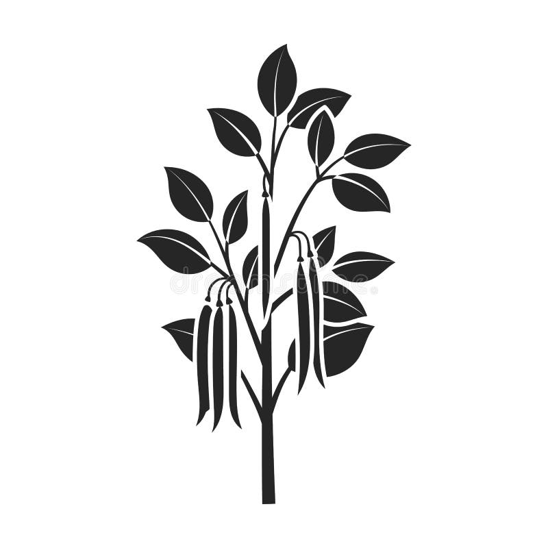 Plant of Bean Vector Icon.Cartoon Vector Icon Isolated on White ...