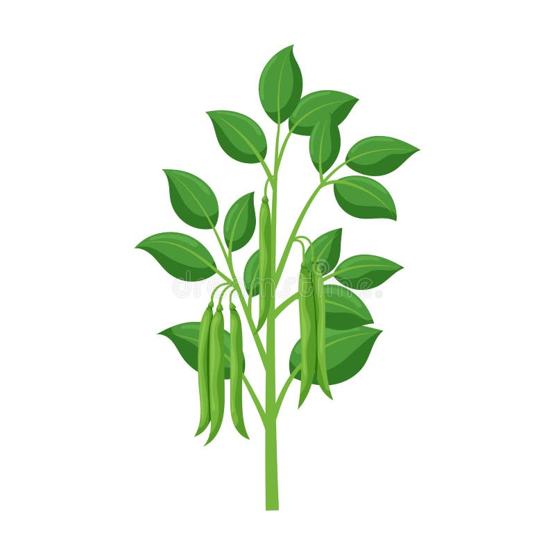 Bean Plant Cartoon Green Bean Cartoon Stock Illustrations – 4,656
