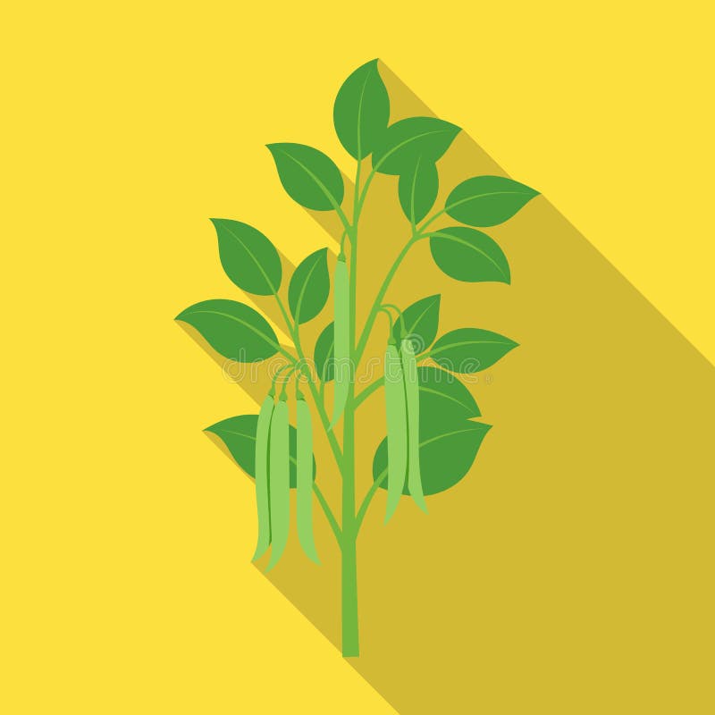 Plant of Bean Vector Icon.Flat Vector Icon Isolated on White Background ...